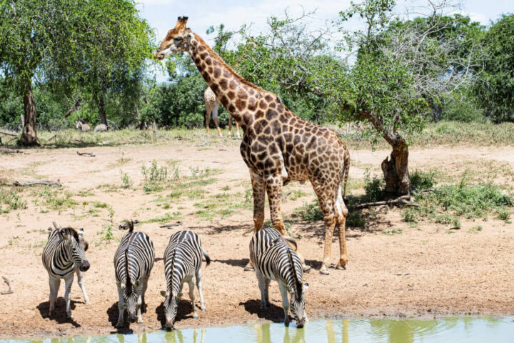 The Best Bushveld Camps South Africa Has to Offer – Jupiter